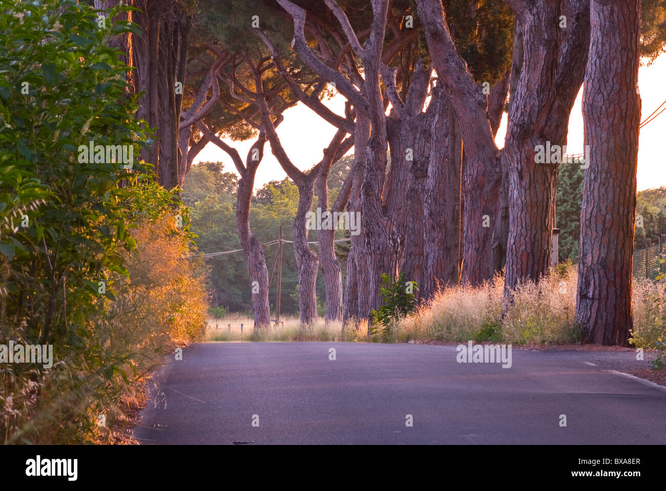 Mare di roma hi-res stock photography and images - Alamy