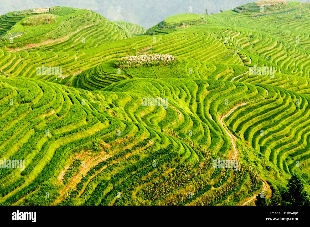 Longji (Dragon's Backbone) Terraced Rice Fields received their name ...