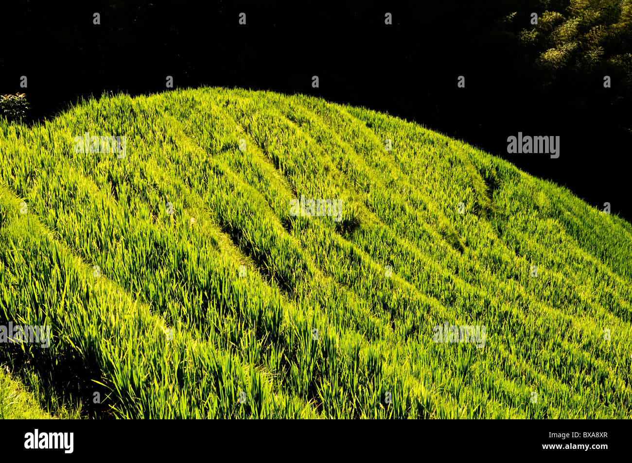 Longji (Dragon's Backbone) Terraced Rice Fields received their name ...