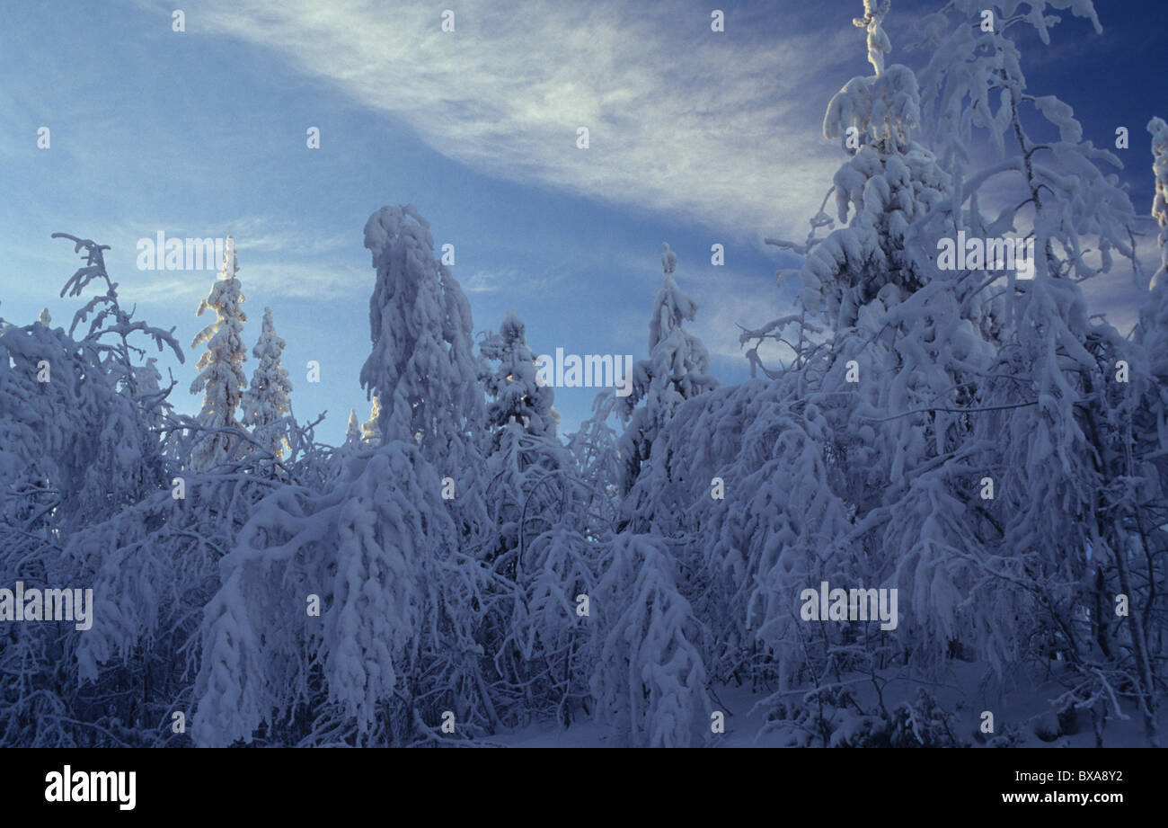 Nature, heavy snow, trees, wood, mountain, winter Stock Photo - Alamy