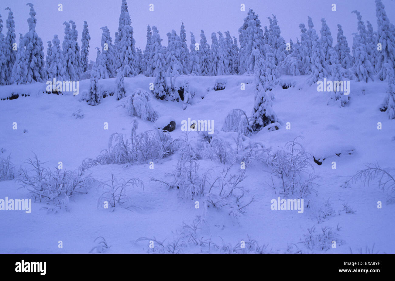 Nature, heavy snow, trees, wood, mountain, winter Stock Photo - Alamy