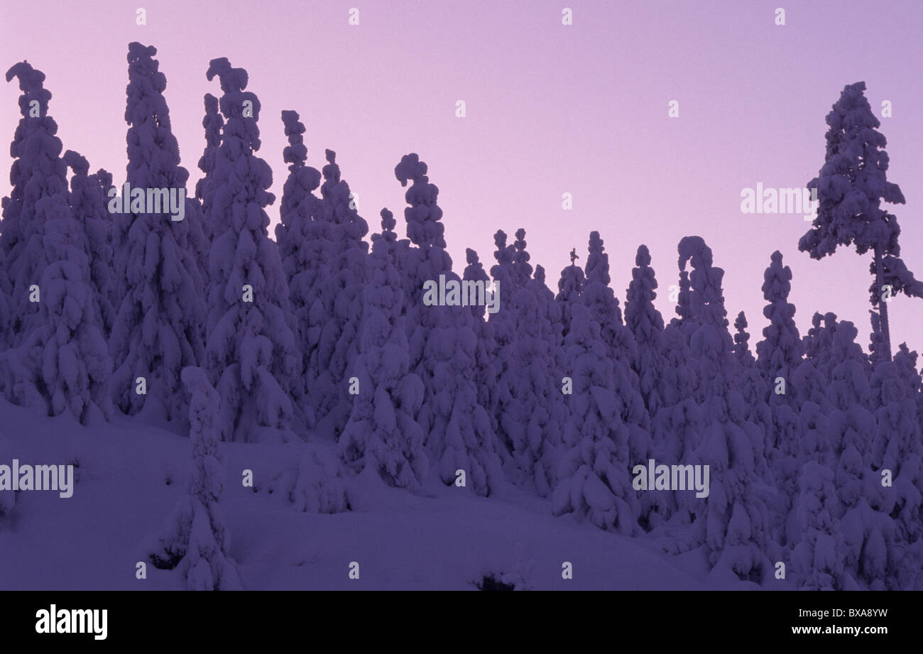 Nature, heavy snow, trees, wood, mountain, winter Stock Photo - Alamy