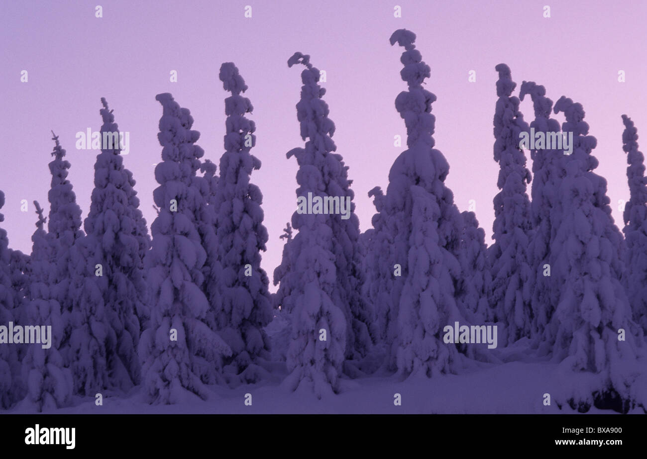 Nature, heavy snow, trees, wood, mountain, winter Stock Photo - Alamy