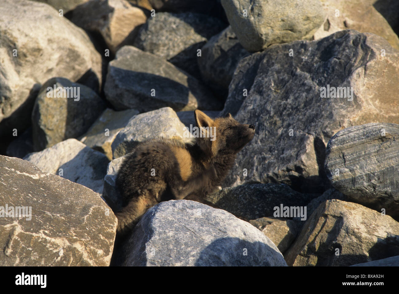 A fox puppy with scabies Stock Photo - Alamy