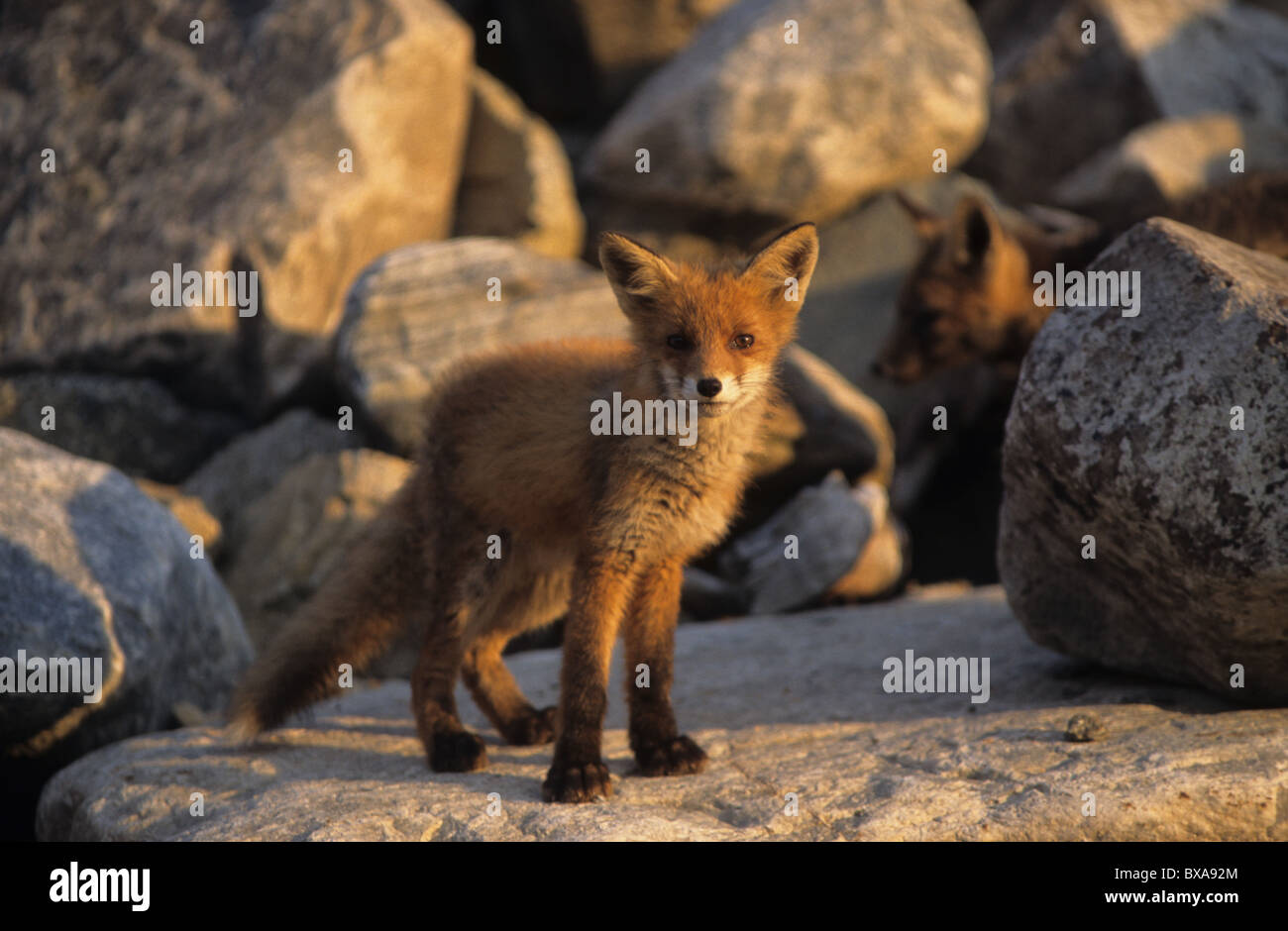 A fox puppy with scabies Stock Photo - Alamy