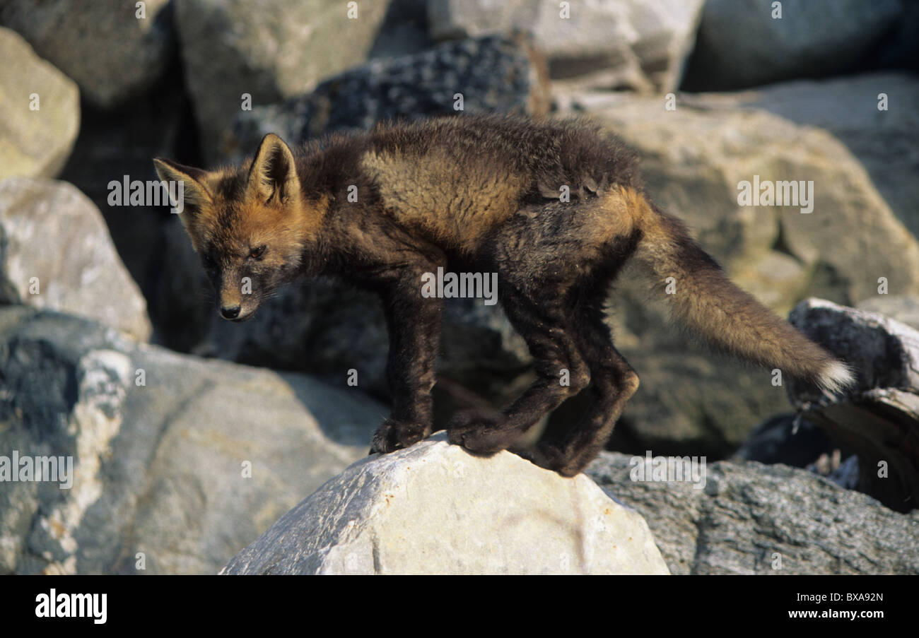 A fox puppy with scabies Stock Photo - Alamy