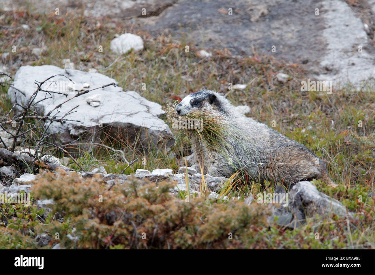 Hoary marmot, marmota caligata, Jasper National Park, Alberta, Canada ...