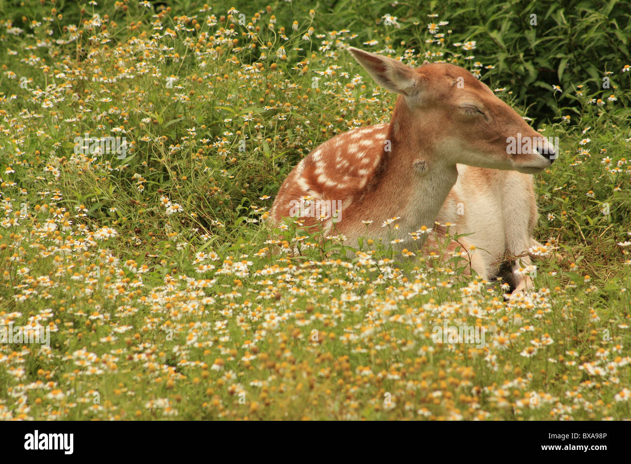 Nice deer hi-res stock photography and images - Alamy