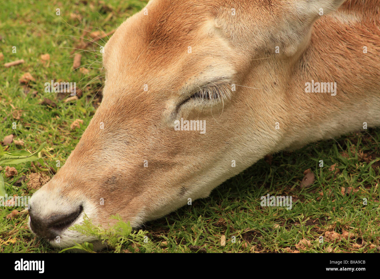 Deer face hi-res stock photography and images - Alamy