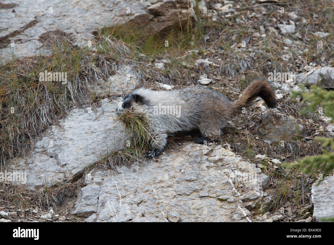 Hoary marmot, marmota caligata, Jasper National Park, Alberta, Canada ...