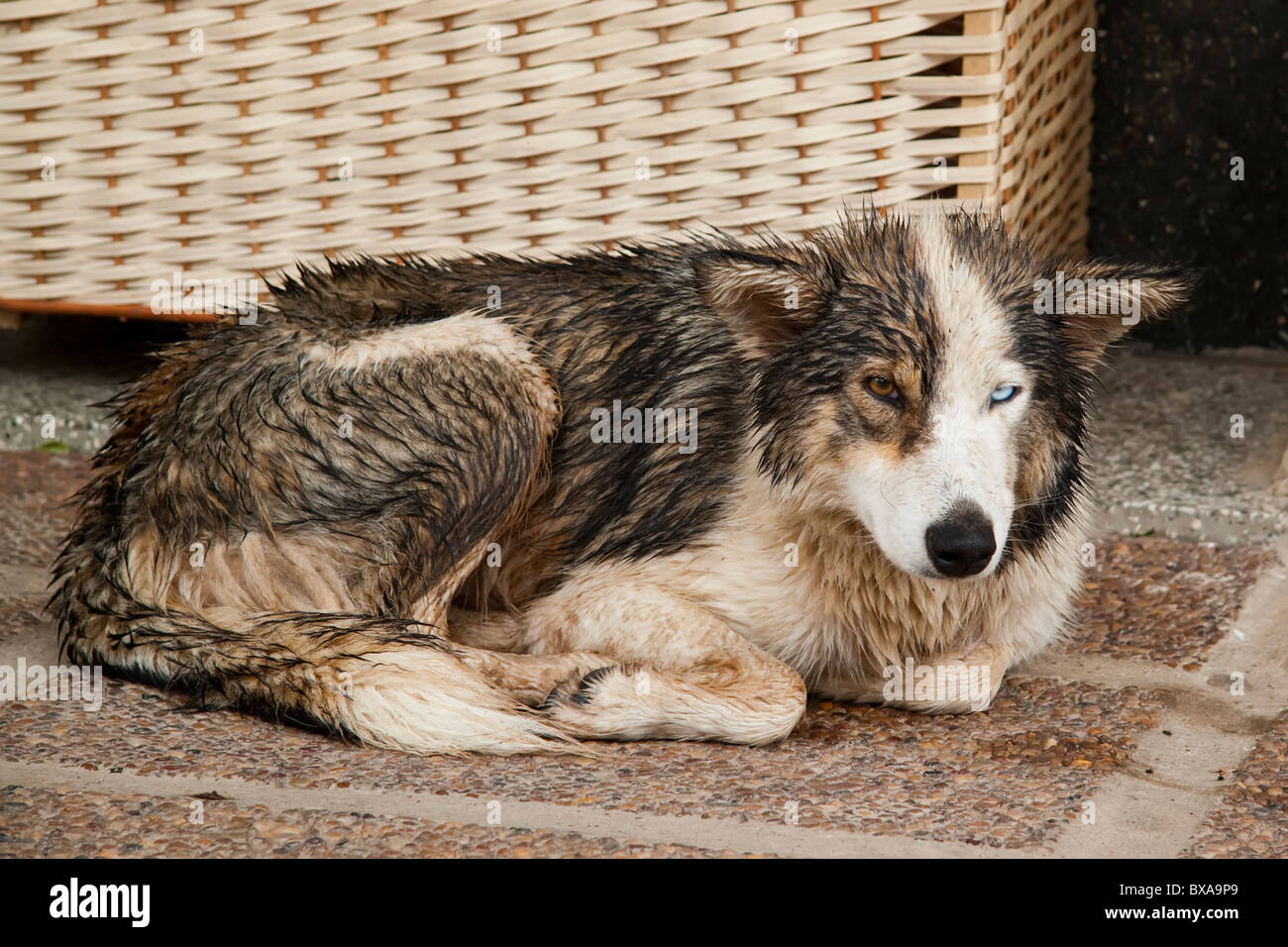 Abandoned Dog Stock Photos & Abandoned Dog Stock Images - Alamy