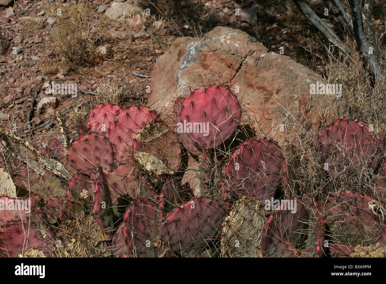 Rose Cactus High Resolution Stock Photography and Images - Alamy