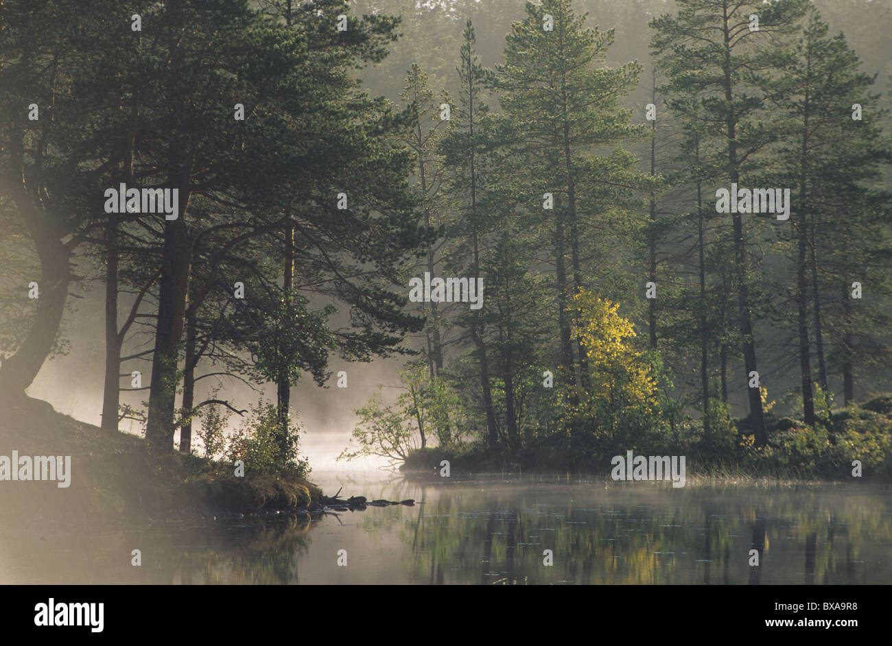 Still Water. reflection in water, trees, nature, Landscape Stock Photo ...