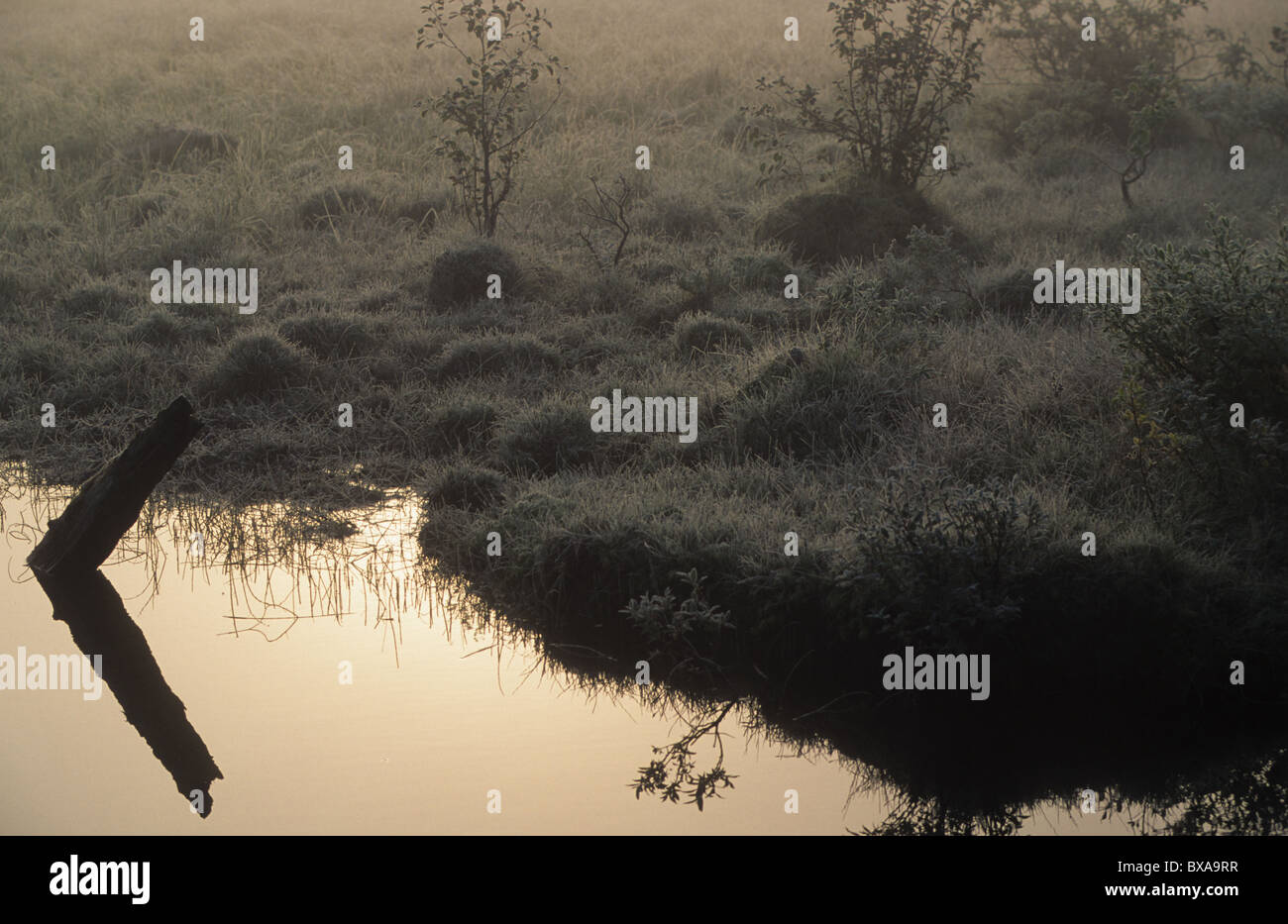 Still Water. reflection in water, trees, nature, Landscape Stock Photo ...