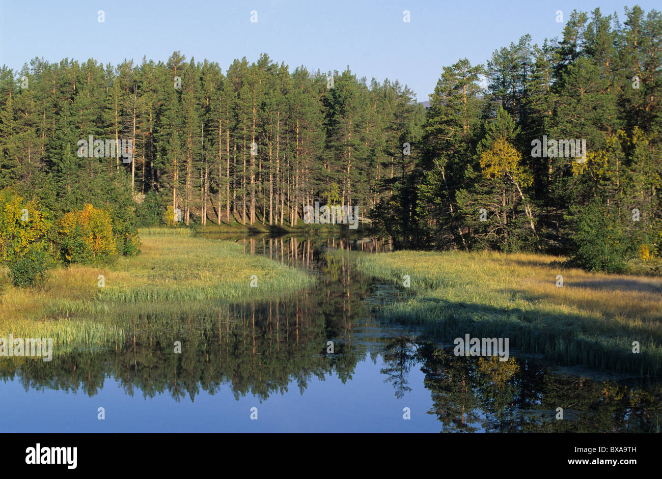 Still Water. reflection in water, trees, nature, Landscape Stock Photo ...