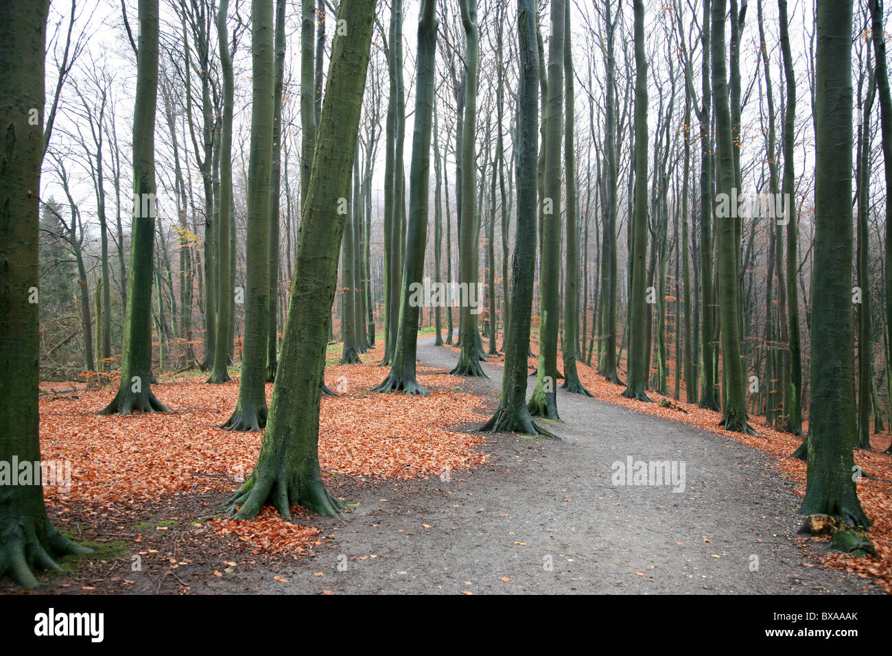 Lonely path in the november forest Stock Photo - Alamy
