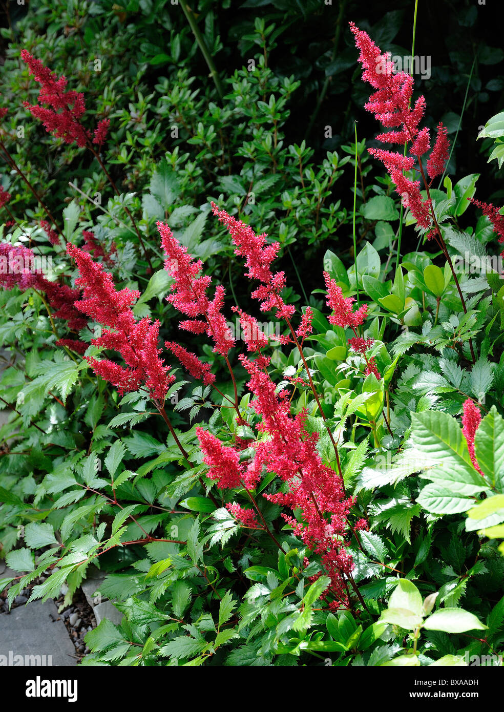 Red flowers border garden hi-res stock photography and images - Alamy