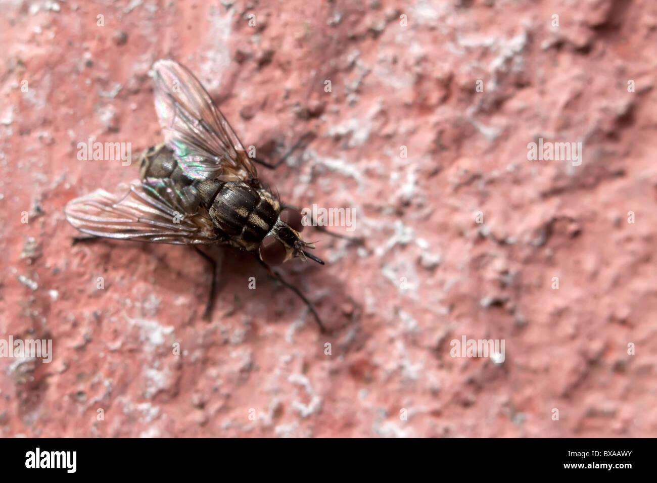 Small house fly hi-res stock photography and images - Alamy