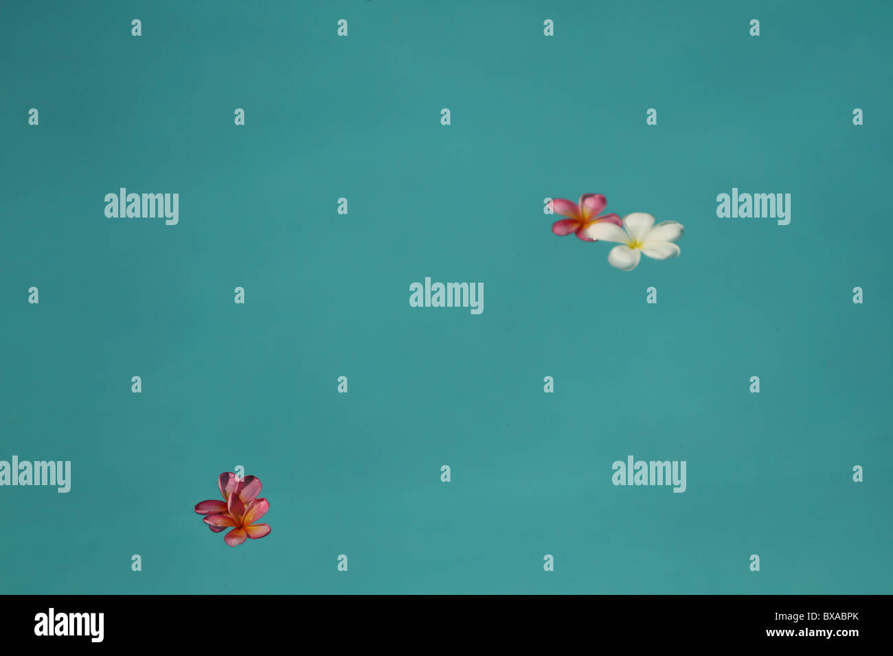 Frangipani floating in clear water Stock Photo - Alamy