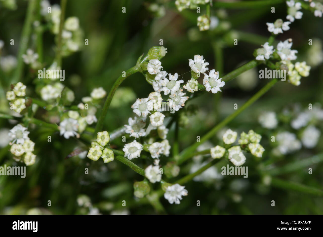 Sison amomum Stone Parsley Stock Photo - Alamy