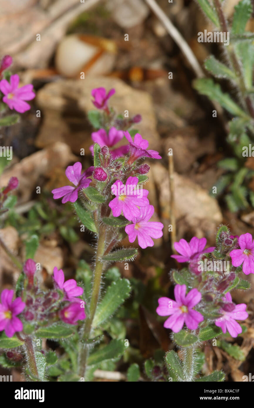 Erinus alpinus Fairy Foxglove Stock Photo - Alamy