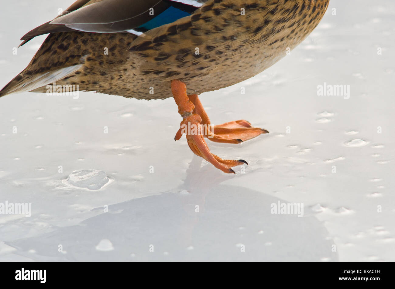 Serious injured leg of a adult female mallard duck caused by fishing ...