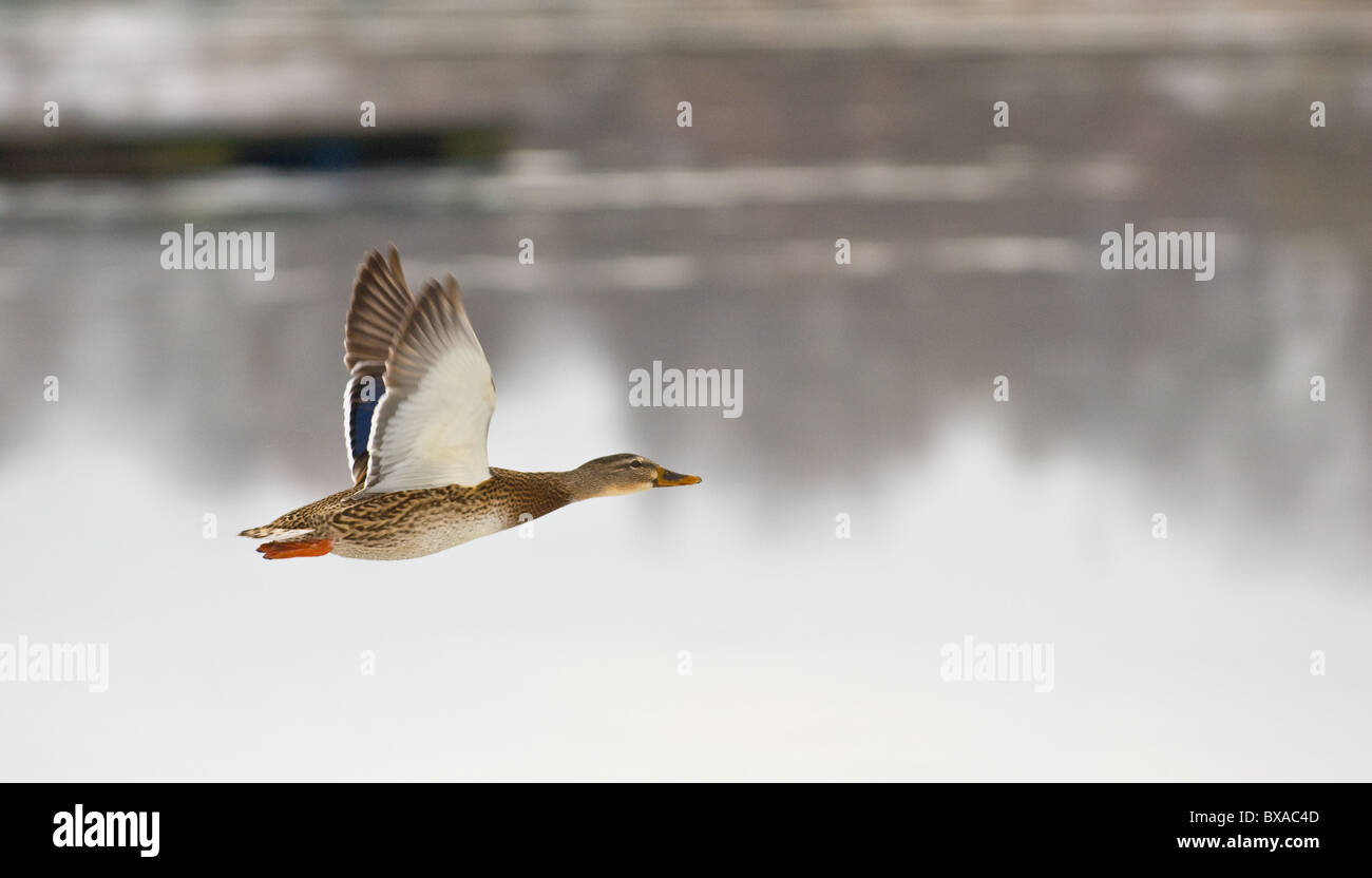 Mallard duck flying hi-res stock photography and images - Alamy