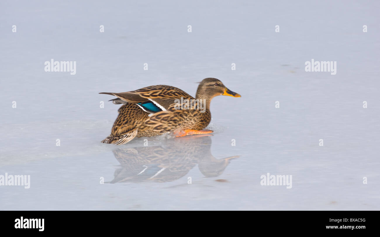 Sliding along hi-res stock photography and images - Alamy