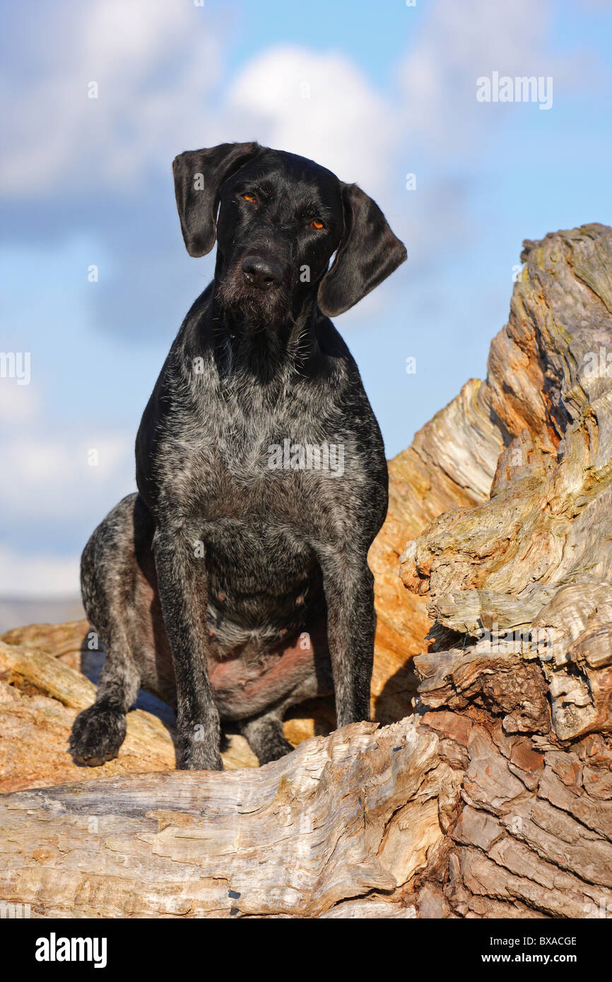 Black white pointer hunting dog hi-res stock photography and images - Alamy