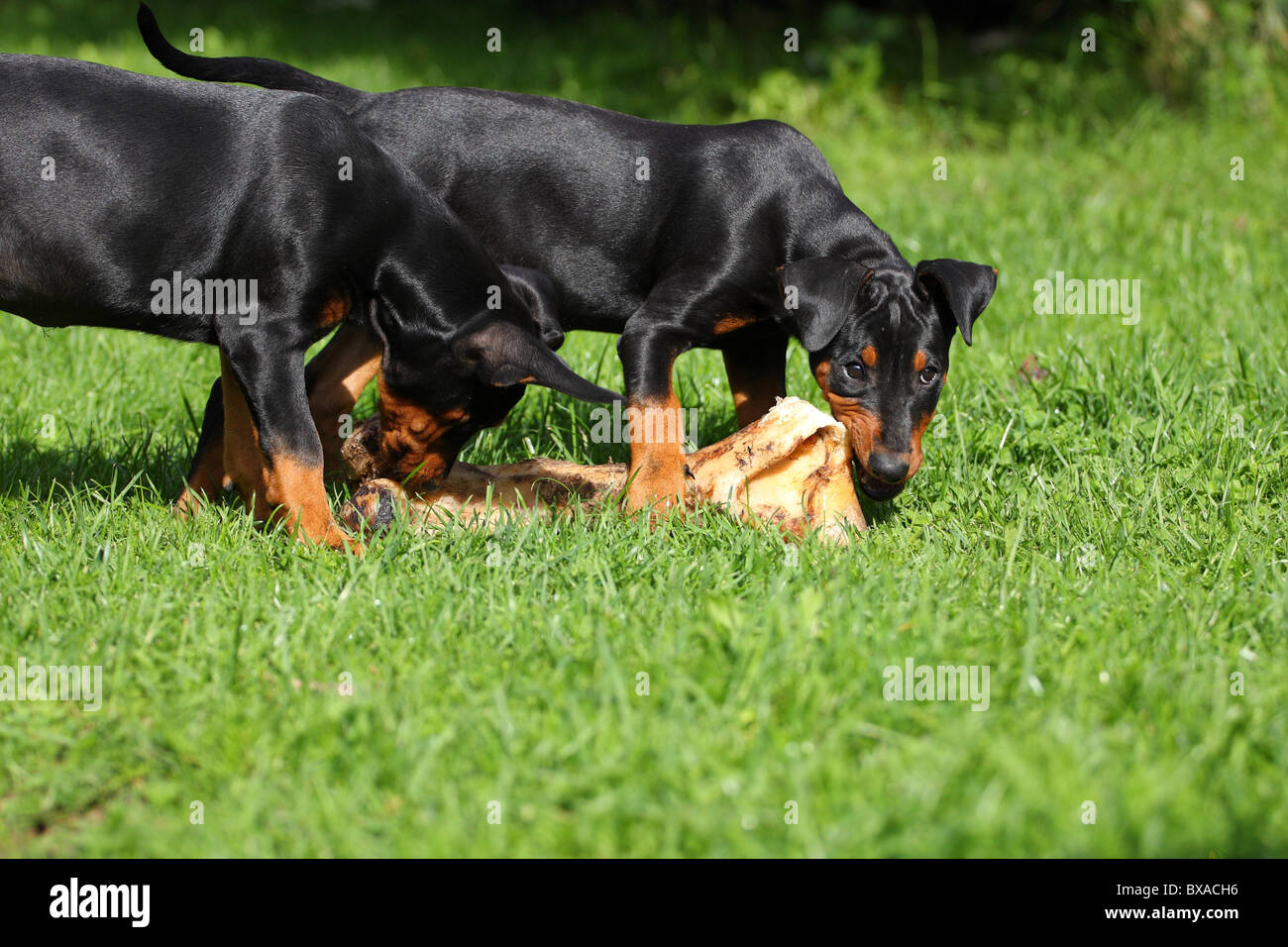 German Pinscher Puppies Stock Photo - Alamy
