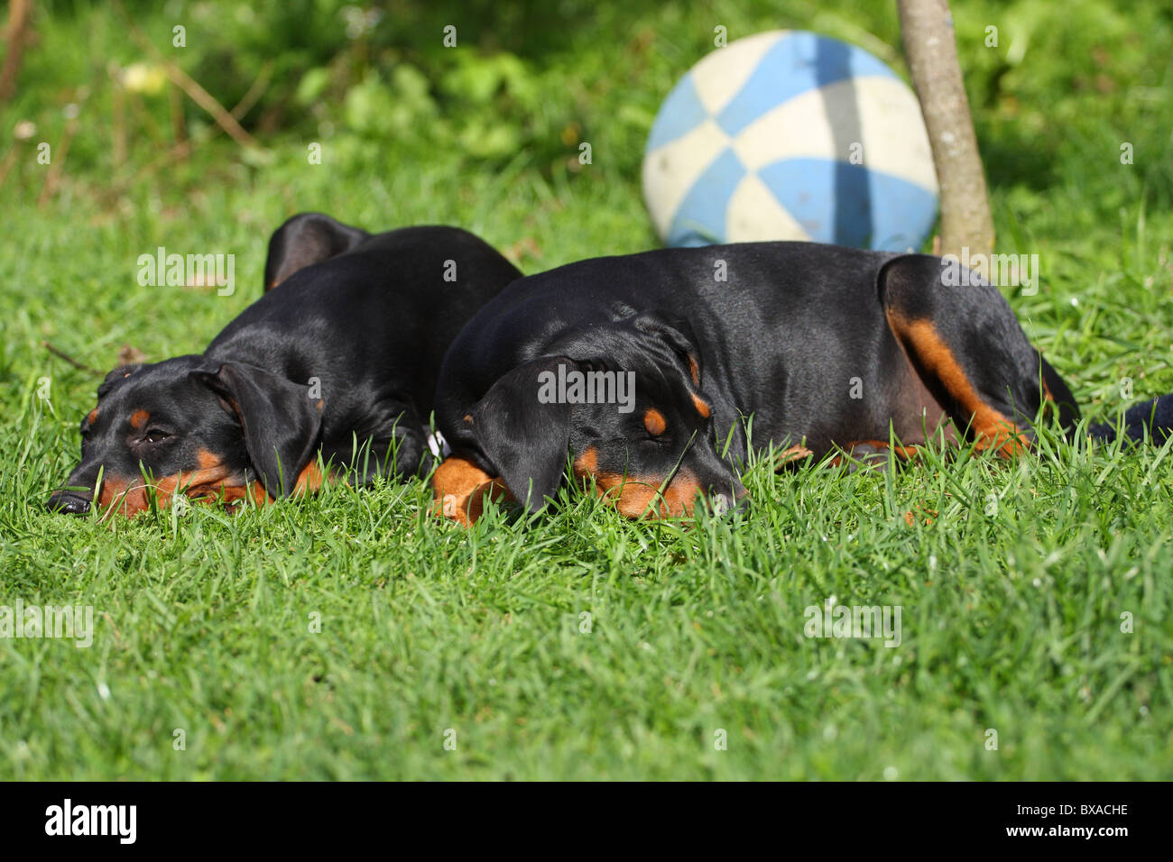 German Pinscher Puppies Stock Photo - Alamy