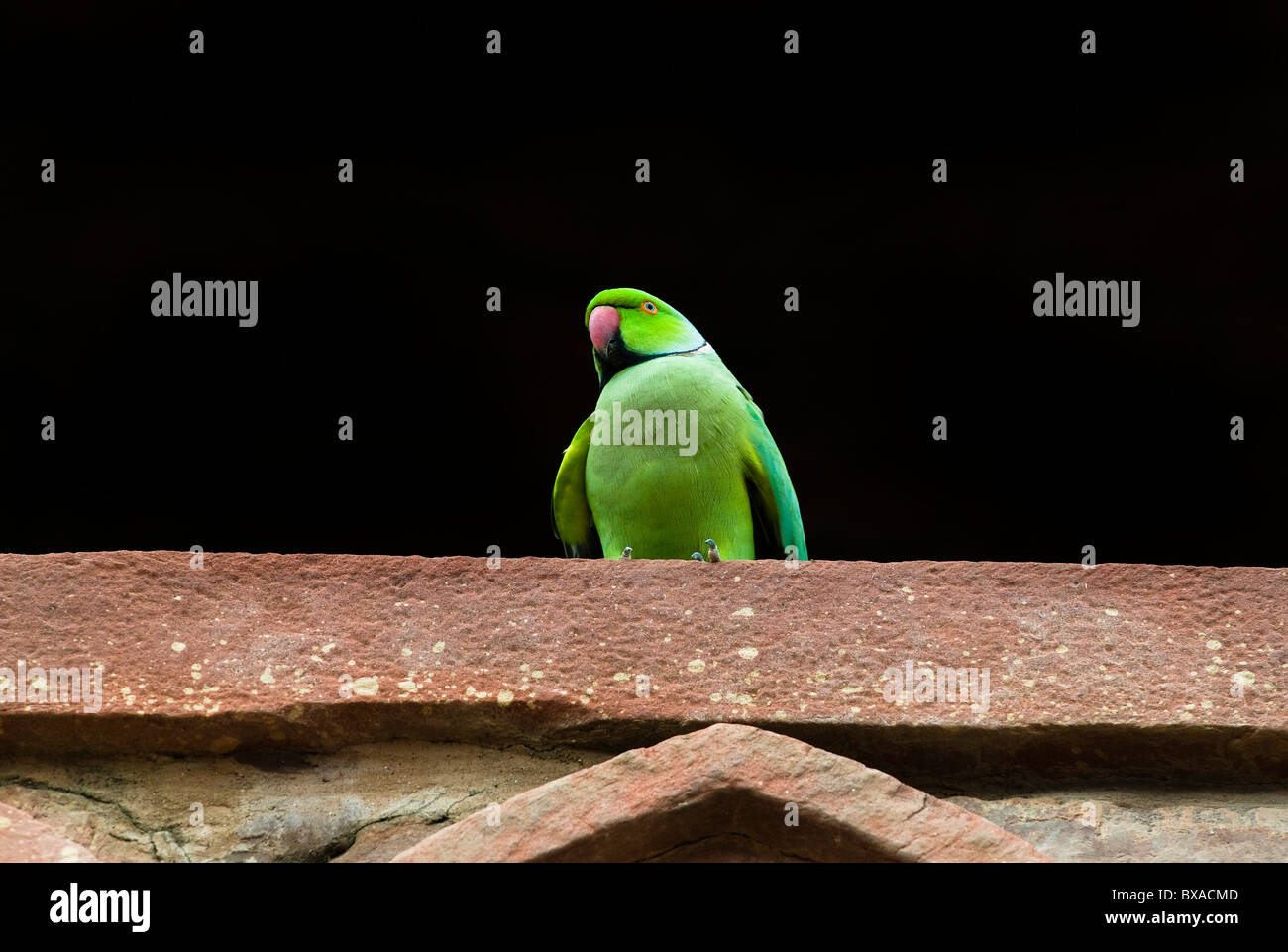 Indian parrot hi-res stock photography and images - Alamy