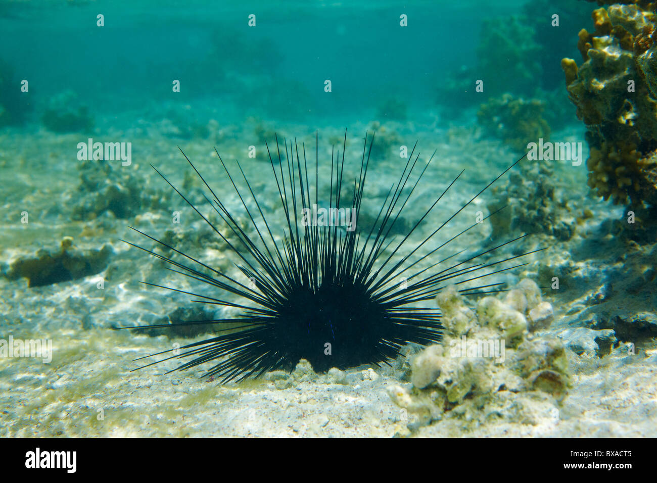 Sea urchin - Diadema setosum - Echinoidea - Coral reef in Red Sea Stock ...