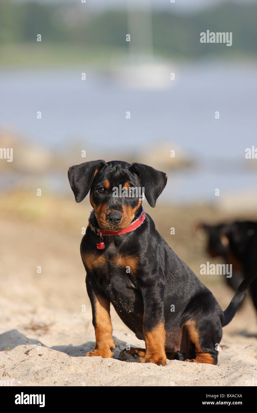Standard pinschers hi-res stock photography and images - Alamy