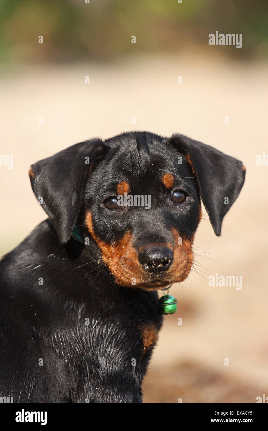 Standard pinschers hi-res stock photography and images - Alamy