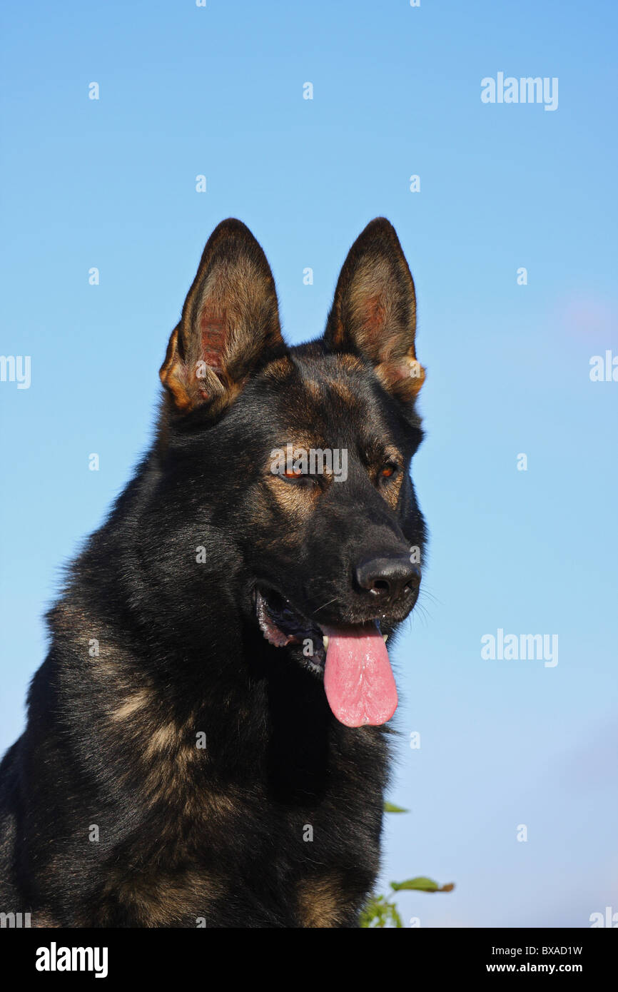 German Shepherd Portrait Stock Photo - Alamy