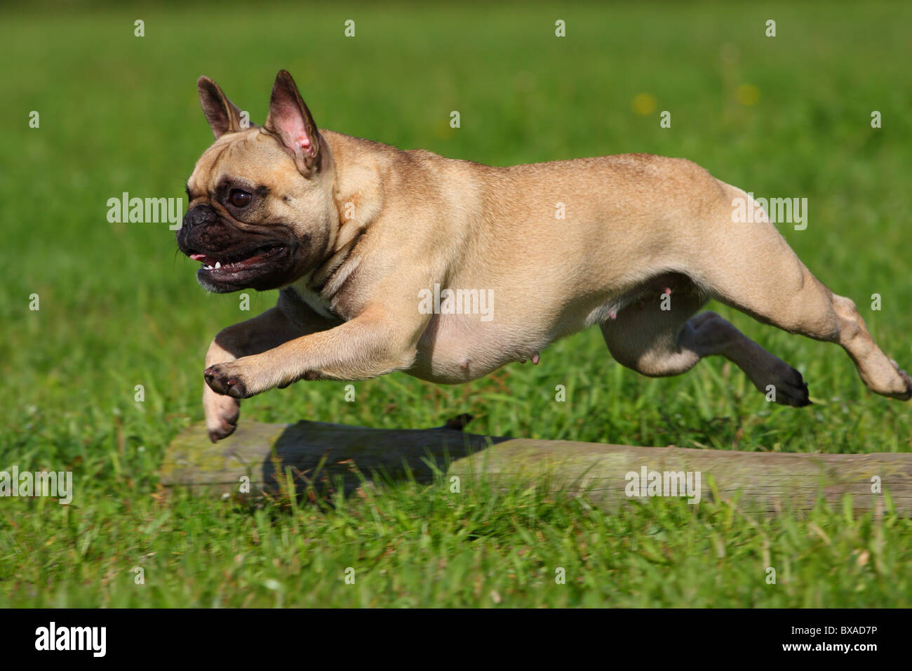 French bulldog jumping hi-res stock photography and images - Alamy