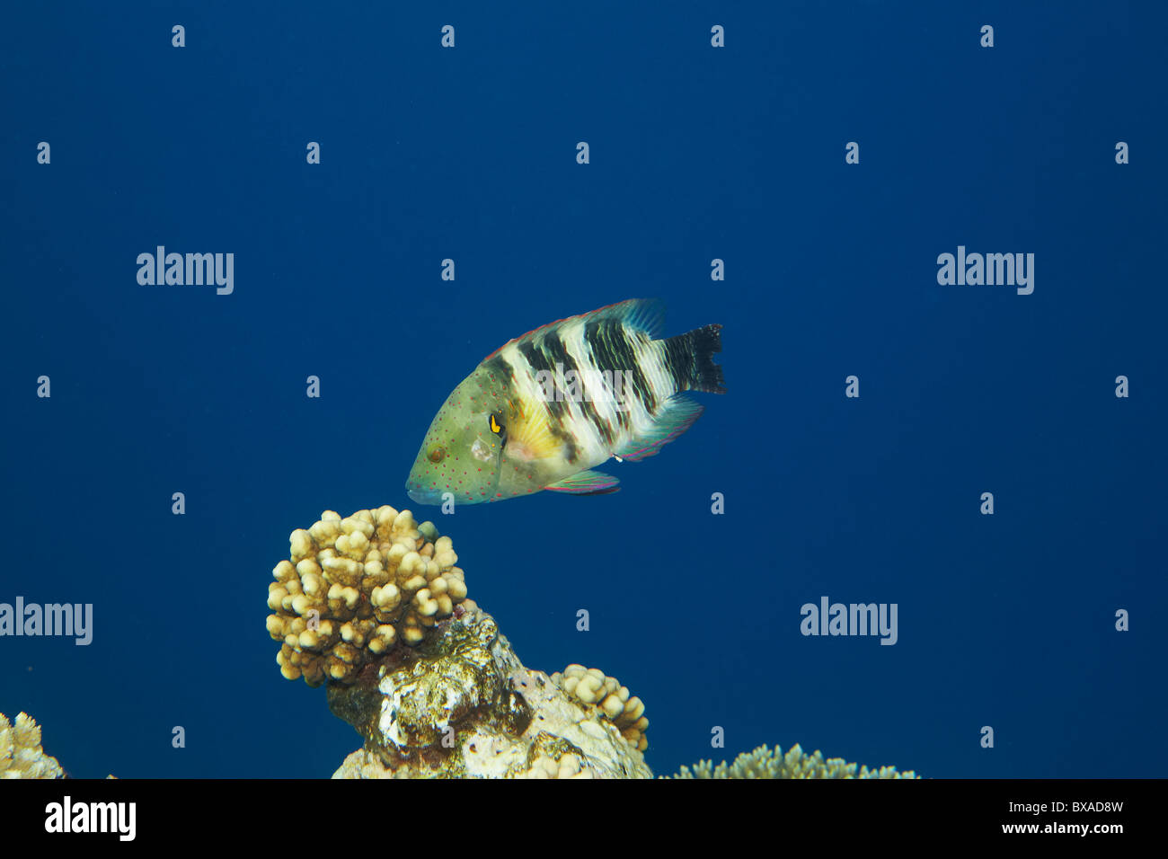 Cheilinus lunulatus - Coral reef in Red Sea Stock Photo - Alamy