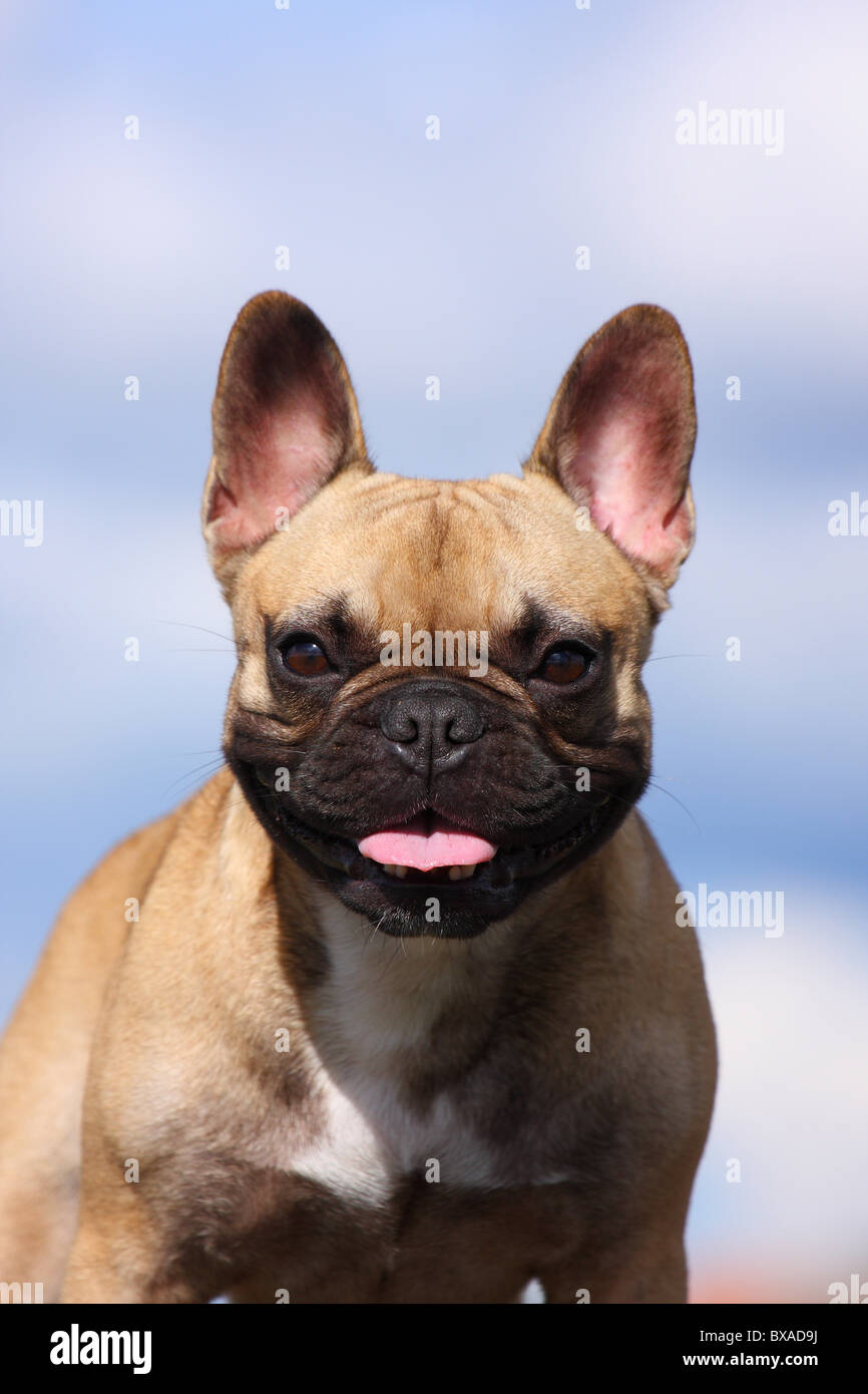 French Bulldog Portrait Stock Photo - Alamy