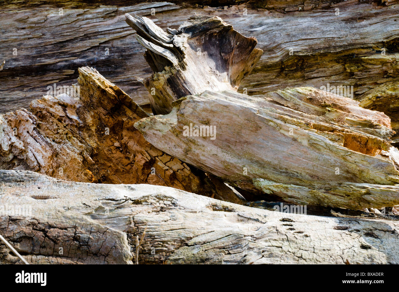 Rotting wood pile hi-res stock photography and images - Alamy
