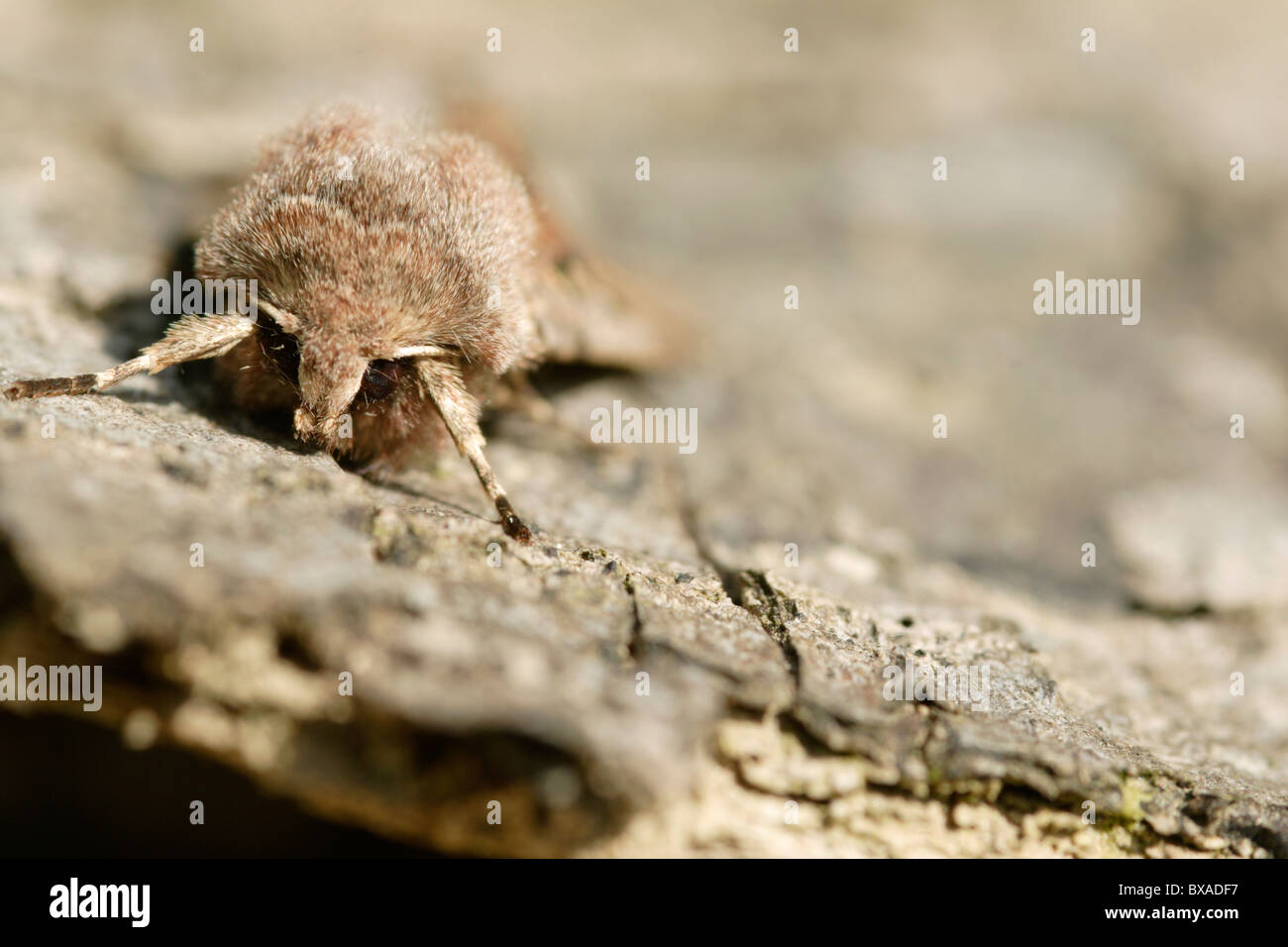 Hebrew Character moth (Orthosia gothica) on bark, England UK Stock ...