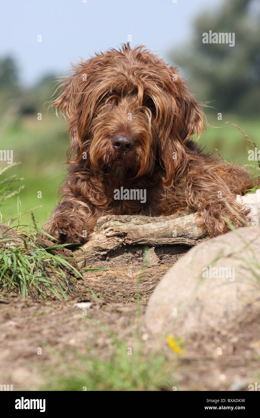 German Broken-coated Pointing Dog Stock Photo - Alamy