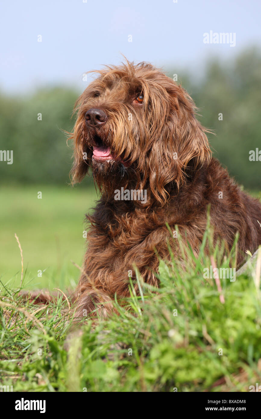 German Broken-coated Pointing Dog Portrait Stock Photo - Alamy