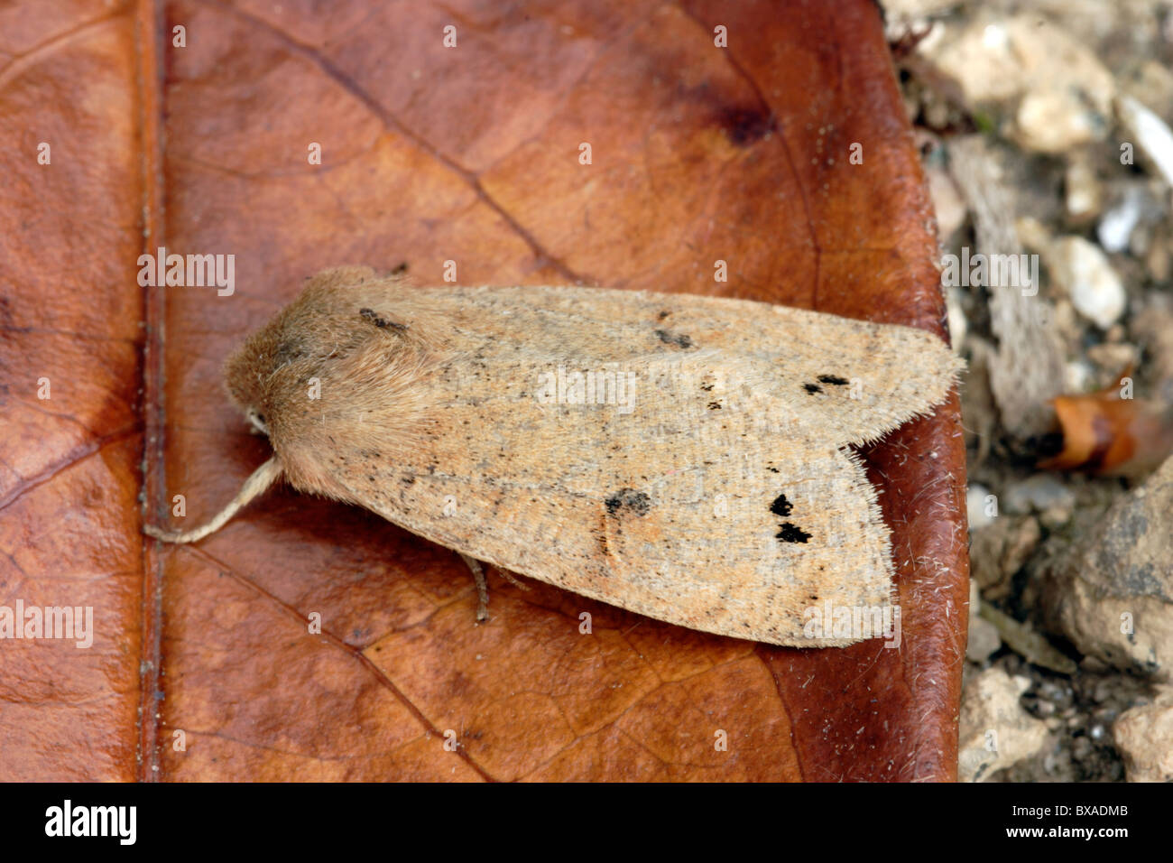 Twin spotted quaker moth (Orthosia munda) on leaf, England , UK Stock ...