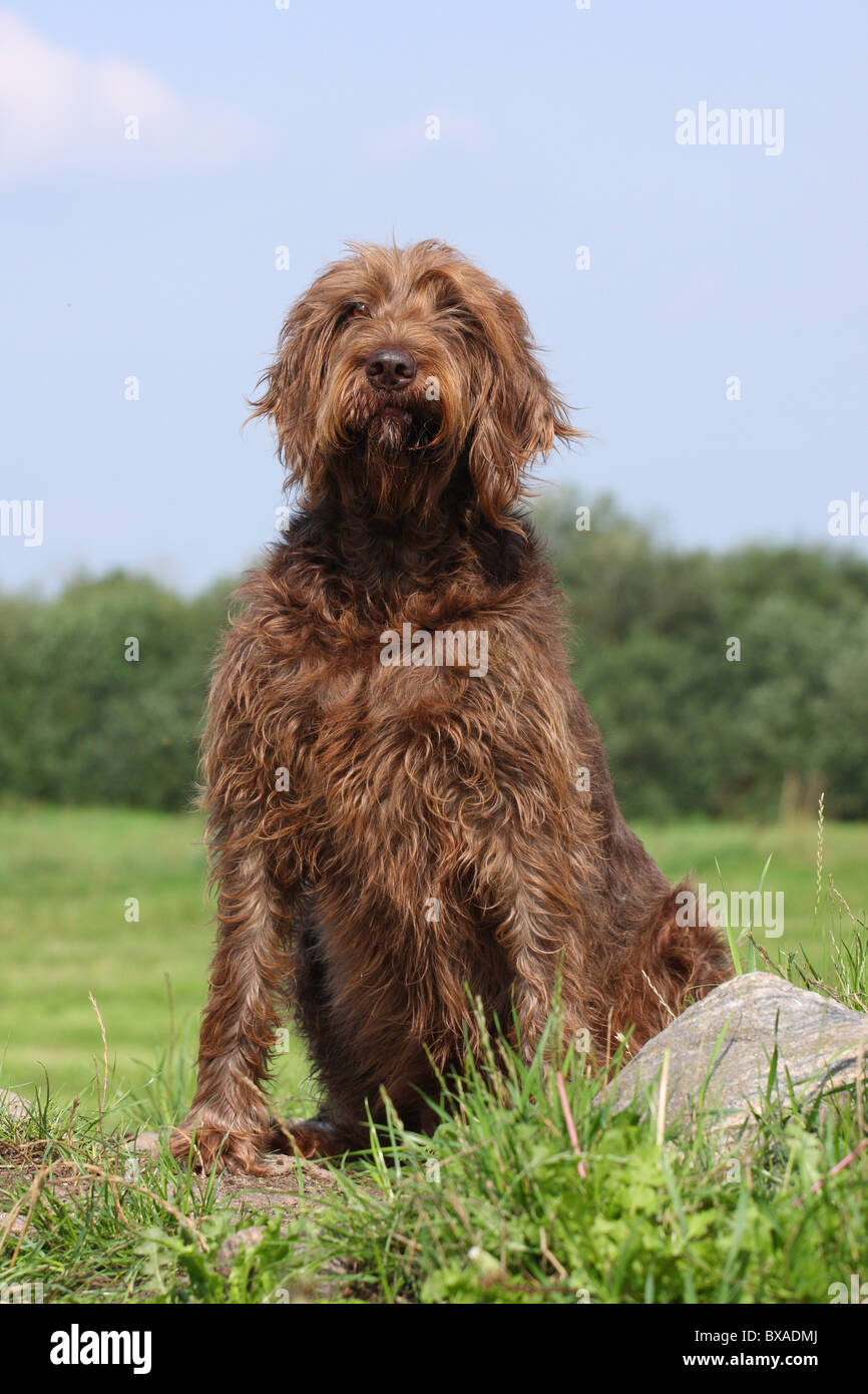 German Broken-coated Pointing Dog Stock Photo - Alamy