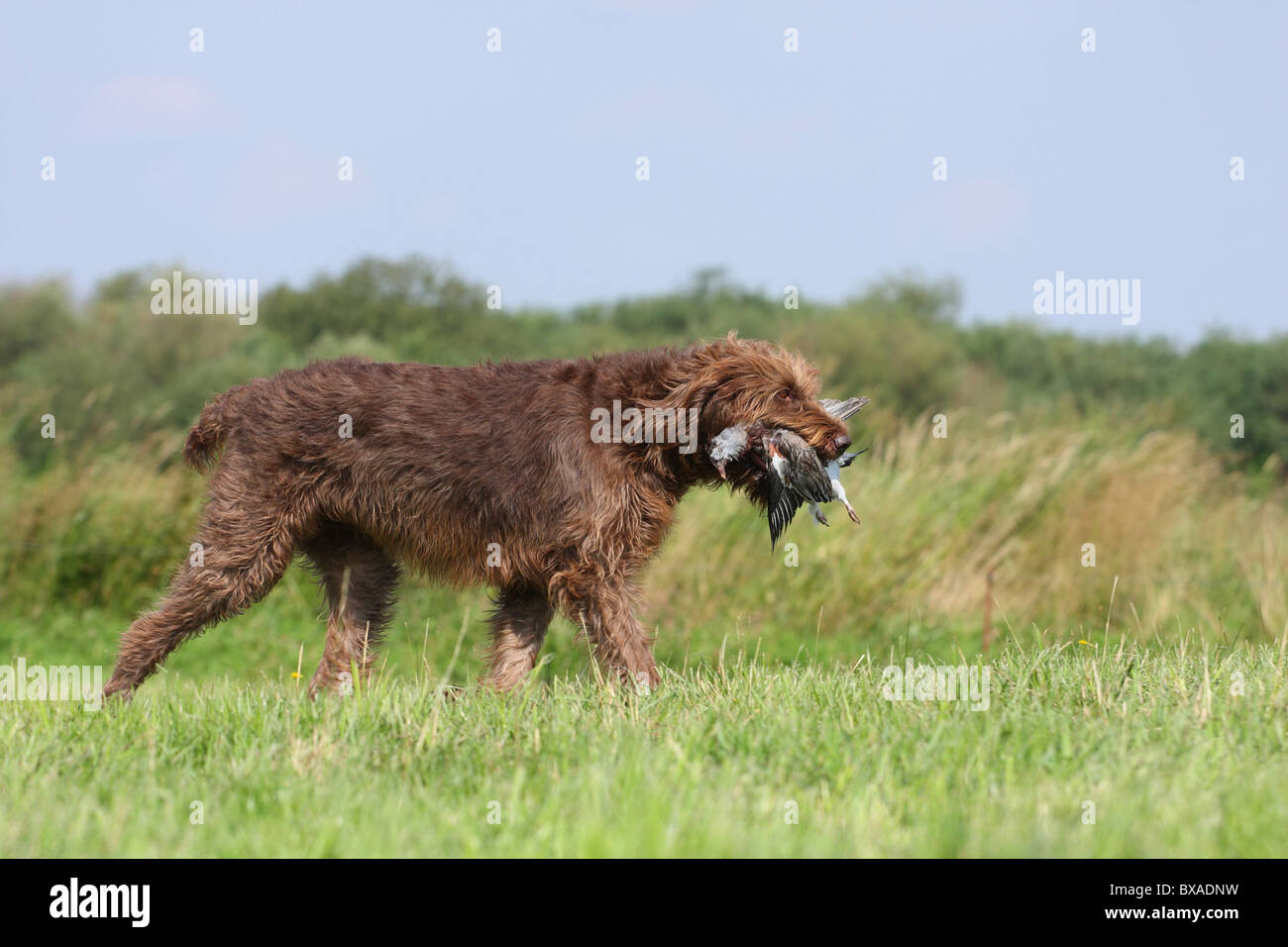 retrieving German Broken-coated Pointing Dog Stock Photo - Alamy