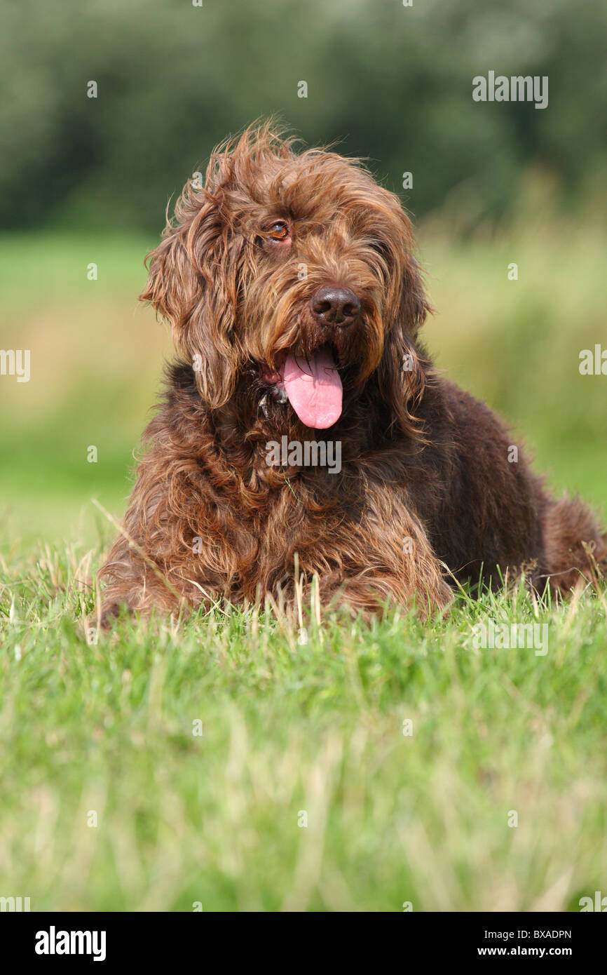 German Broken-coated Pointing Dog Stock Photo - Alamy