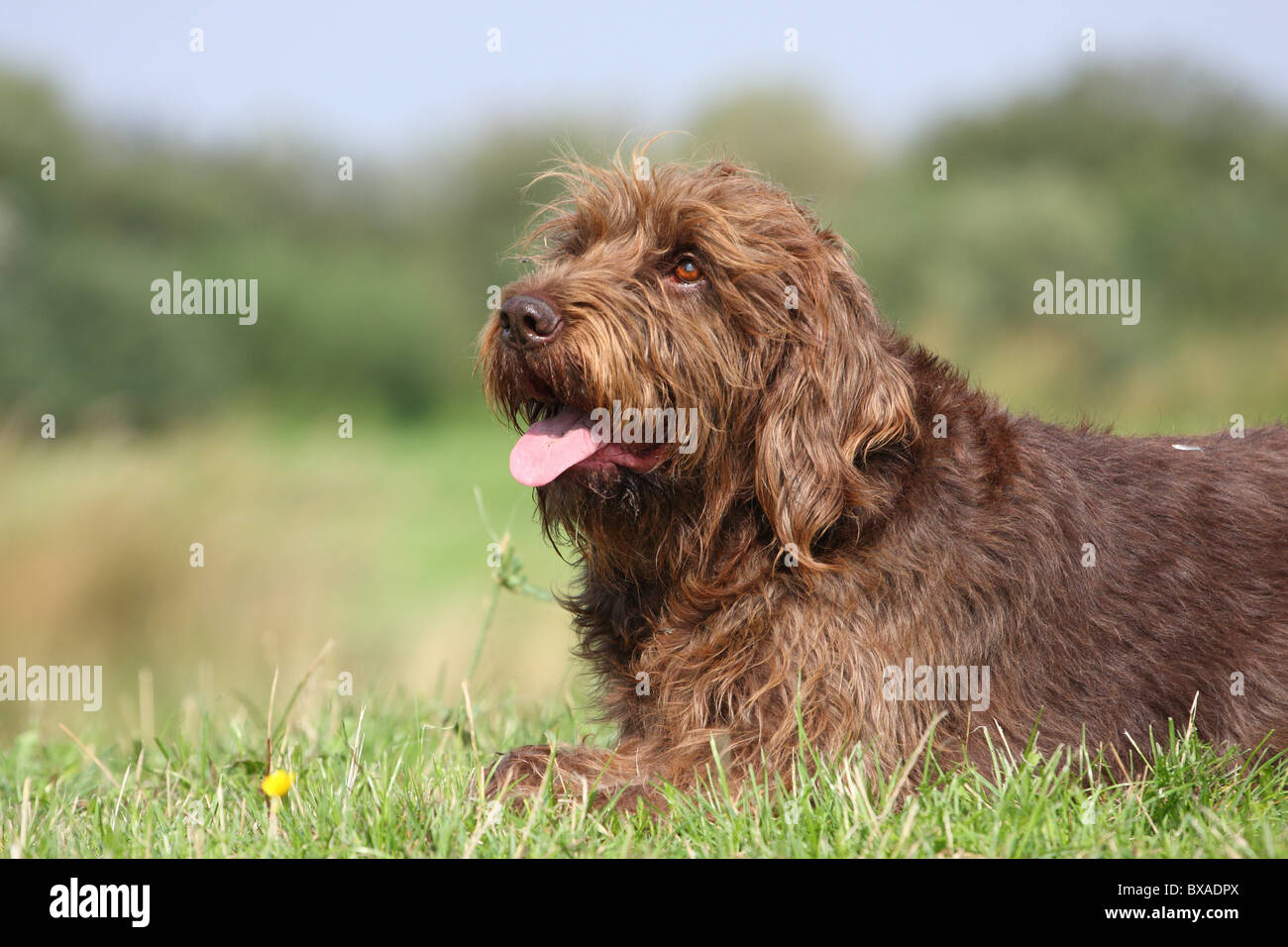 German Broken-coated Pointing Dog Stock Photo - Alamy