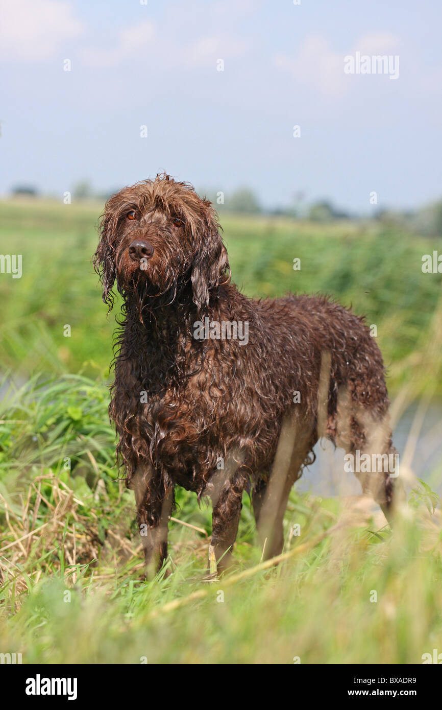 German Broken-coated Pointing Dog Stock Photo - Alamy