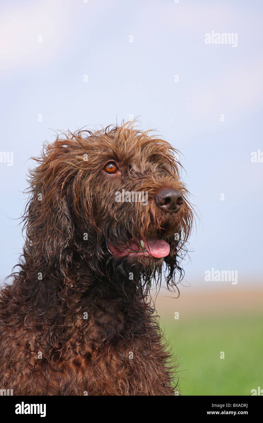 German Broken-coated Pointing Dog Portrait Stock Photo - Alamy